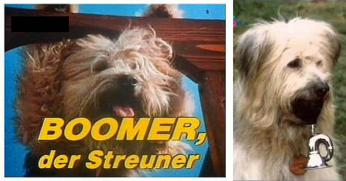 Wissenswertes über Boomer, den Streuner